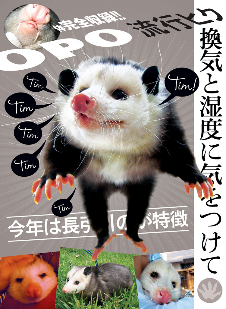 OPO: Tim (Japanese Opossum Fancy Magazine) - LiarTownUSA