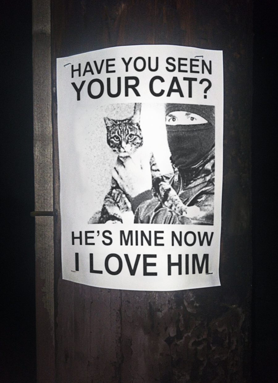 Have You Seen Your Cat? - LiarTownUSA